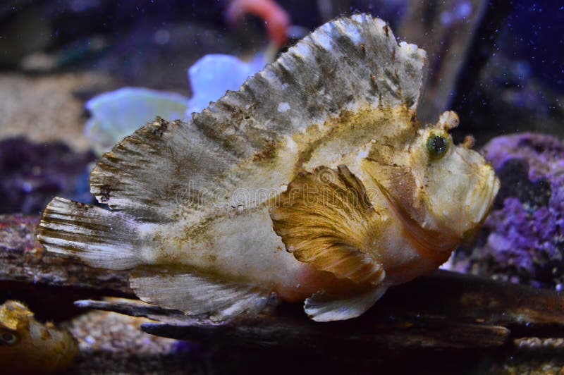 Paper Fish Resting on Bottom of Aquarium Stock Image - Image of ...