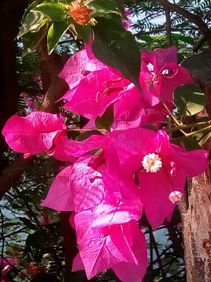 Paper flower stock photo. Image of paper, flower, beautiful - 114982444