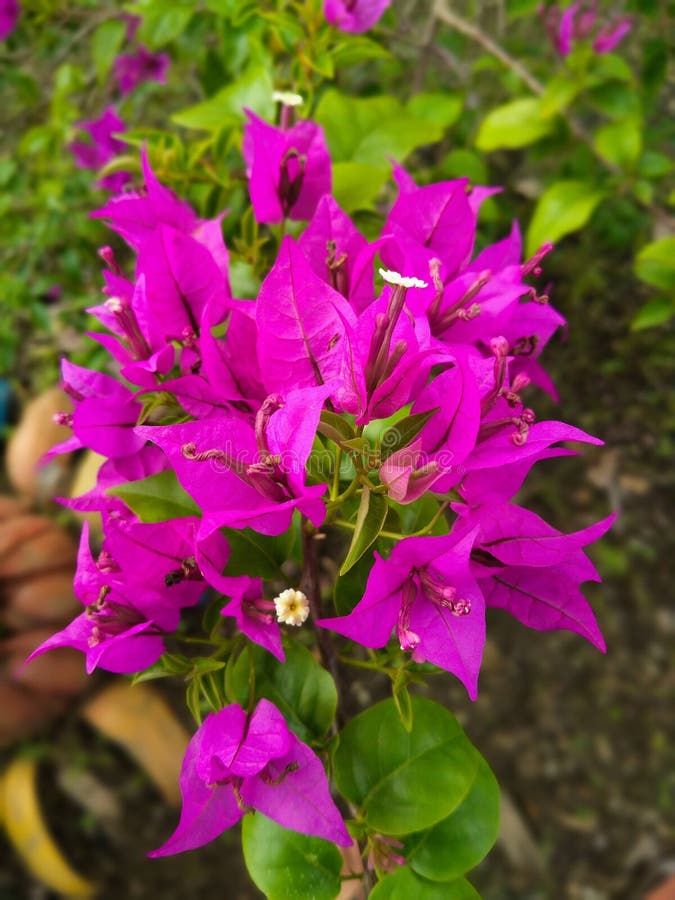 Paper flower in here stock image. Image of plants, beauty - 370431643