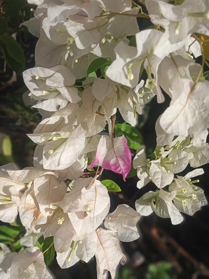 Paper Flower is One of the Ornamental Plants that Will Beautify the ...