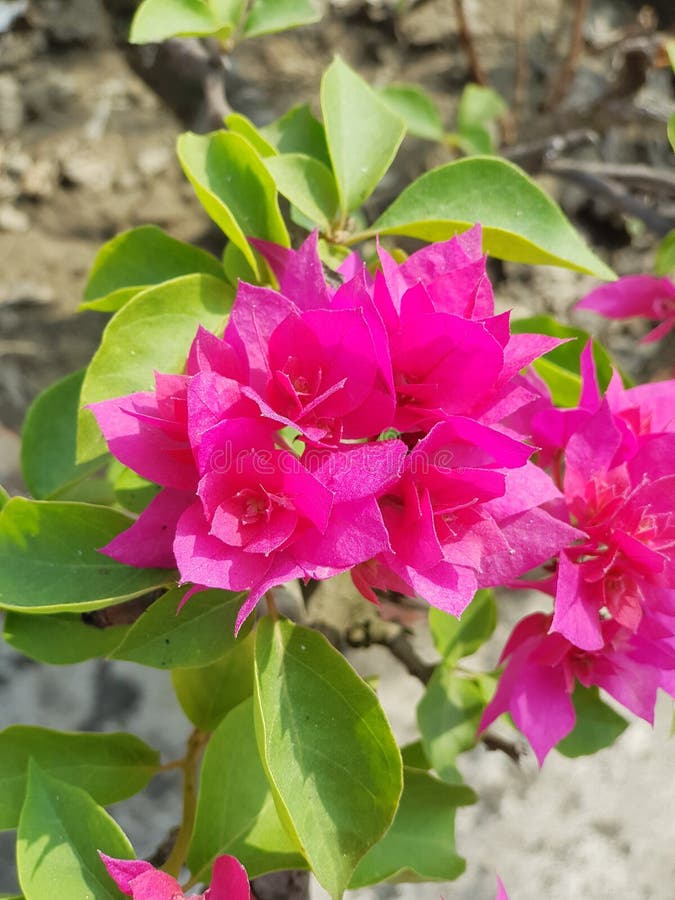 Paper Flower in Pinkish Red Stock Photo - Image of bloom, garden: 167235702