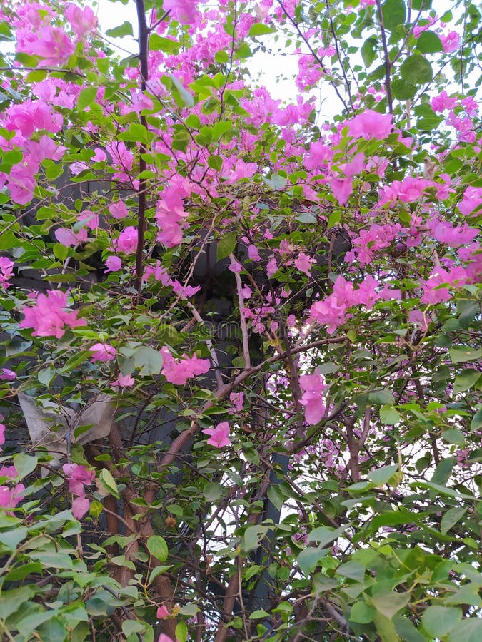 Paper Flower Tree stock photo. Image of food, pink, lilac - 203195974