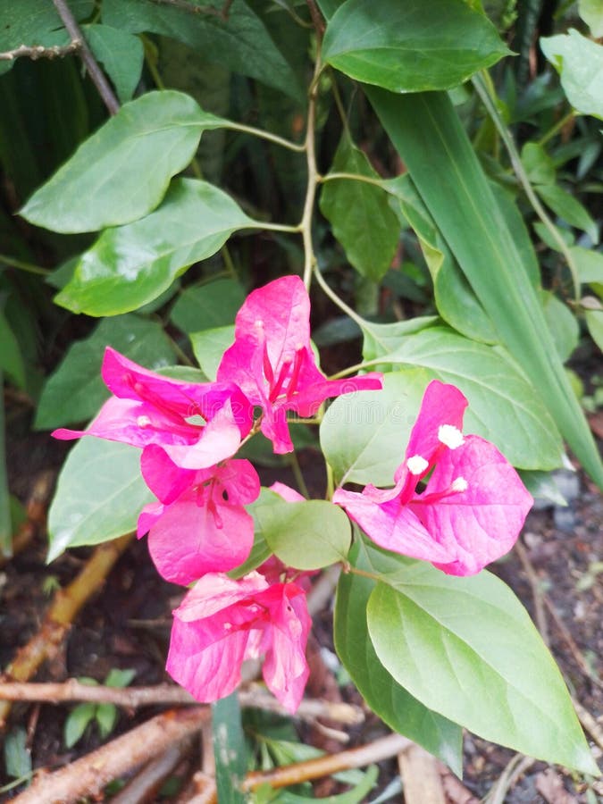 Paper Flowers Bougainvillea Stock Image - Image of bougainvillea ...