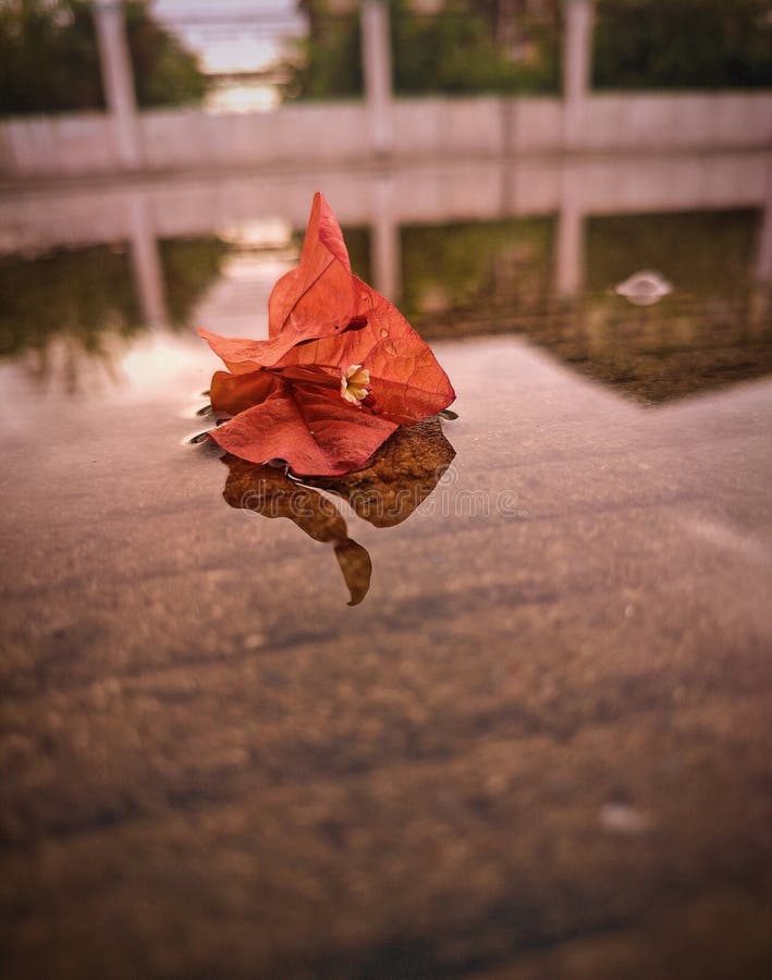 Paper Flowers Carried by the Wind Stock Photo - Image of flowers ...