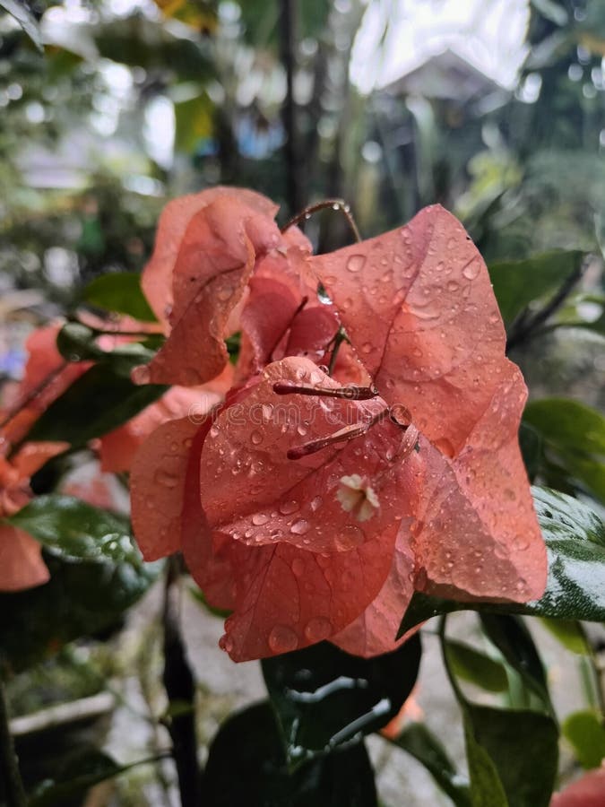 These are Paper Flowers, they Grow Very Well Here Stock Image - Image ...