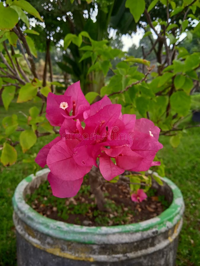 Paper Flowers Growing in the Backyard Stock Photo - Image of garden ...