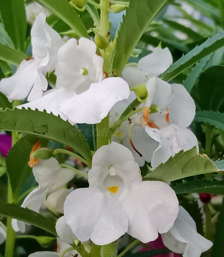 Paper Flowers Growing in Front of the House Stock Photo - Image of ...