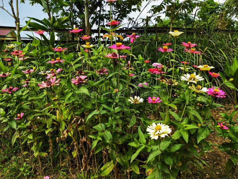 Paper Flowers Leaf Shot from High Angle View Stock Photo - Image of ...