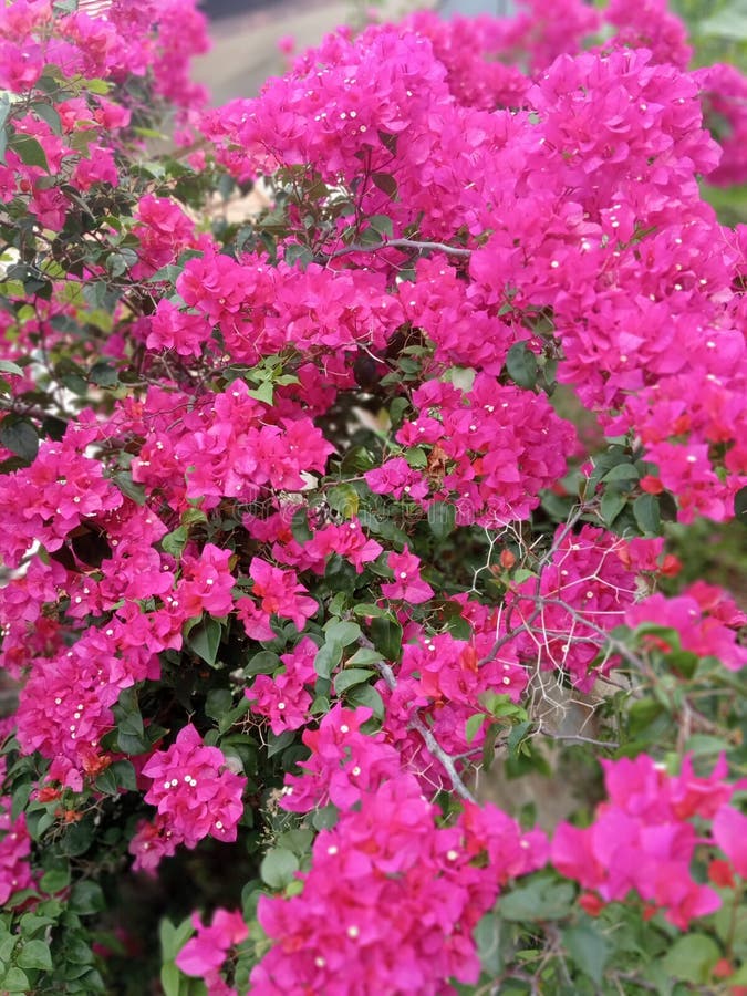 Paper Flowers Ping in Front of the House Stock Photo - Image of paper ...