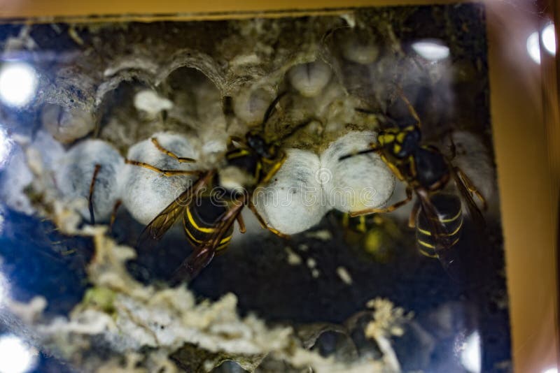 Paper-like Wasp Nest at the Window Stock Image - Image of windows ...