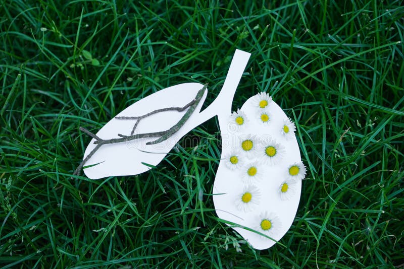Paper Lungs with Flowers on Grass Background. Top View. Asthma Concept ...