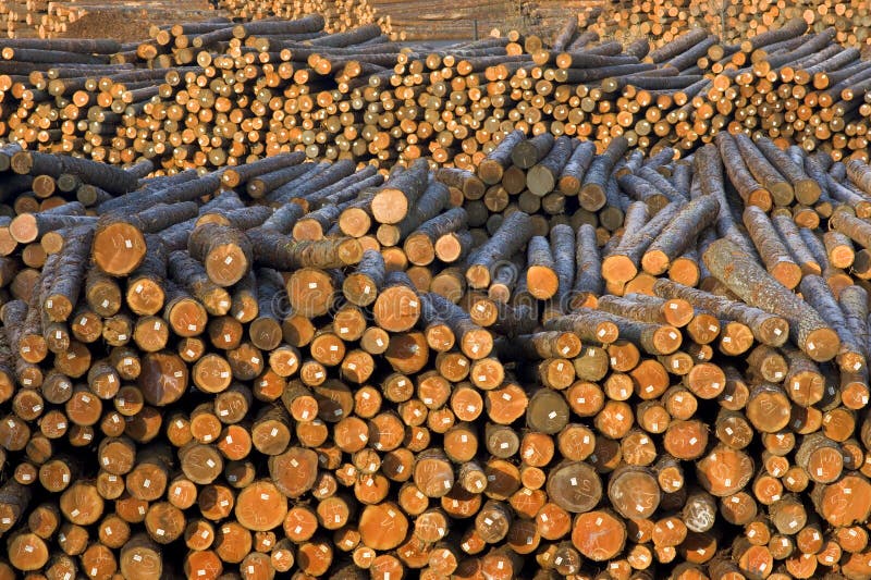 Tree Trunks Wood Logs Piled Outside Paper MIll Stock Image - Image of ...