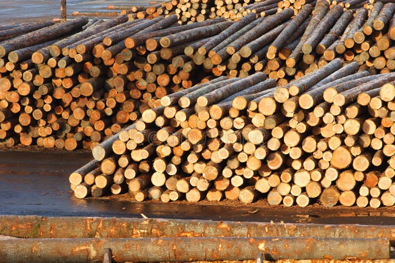 Lumber Mill Log Pile Wood Tree Trunks Waiting for Processing Stock ...