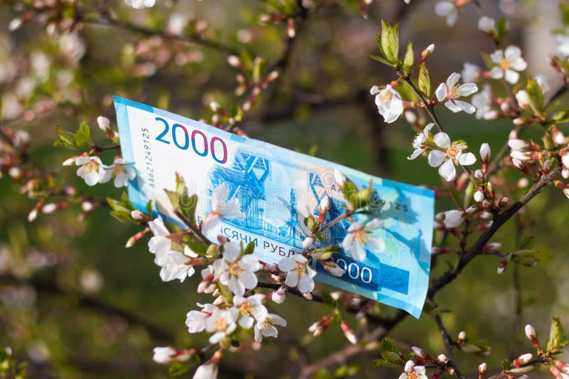 Paper Money on the Tree. Money Grows on a Tree Stock Photo - Image of ...
