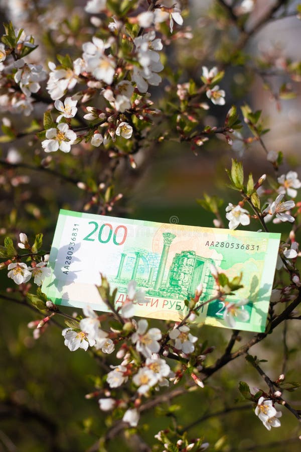Paper Money on the Tree. Money Grows on a Tree Stock Photo - Image of ...