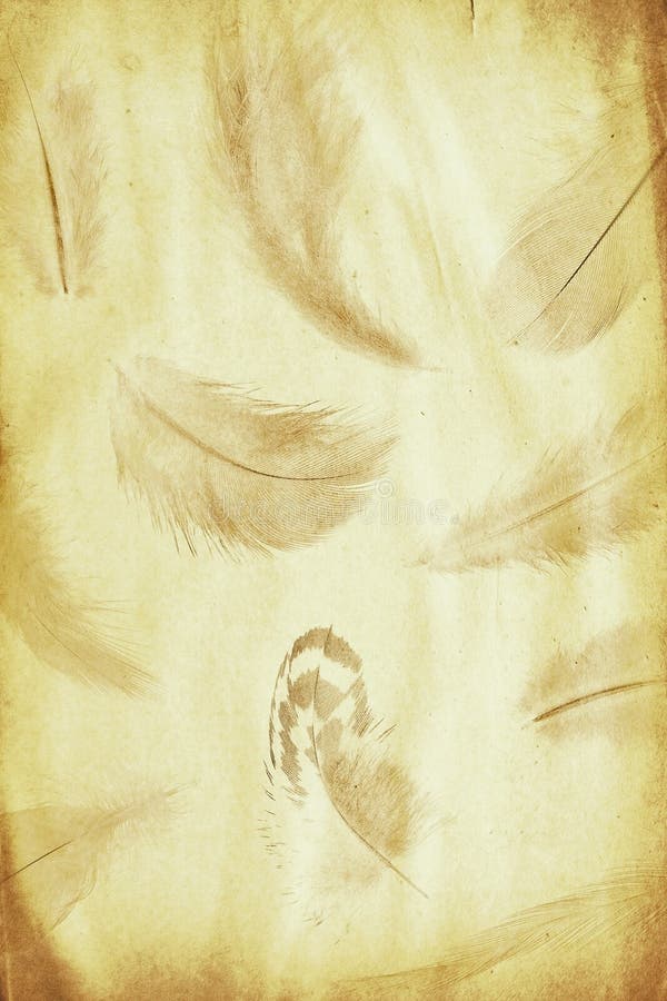 Feather Watermark Photos - Free & Royalty-Free Stock Photos from Dreamstime