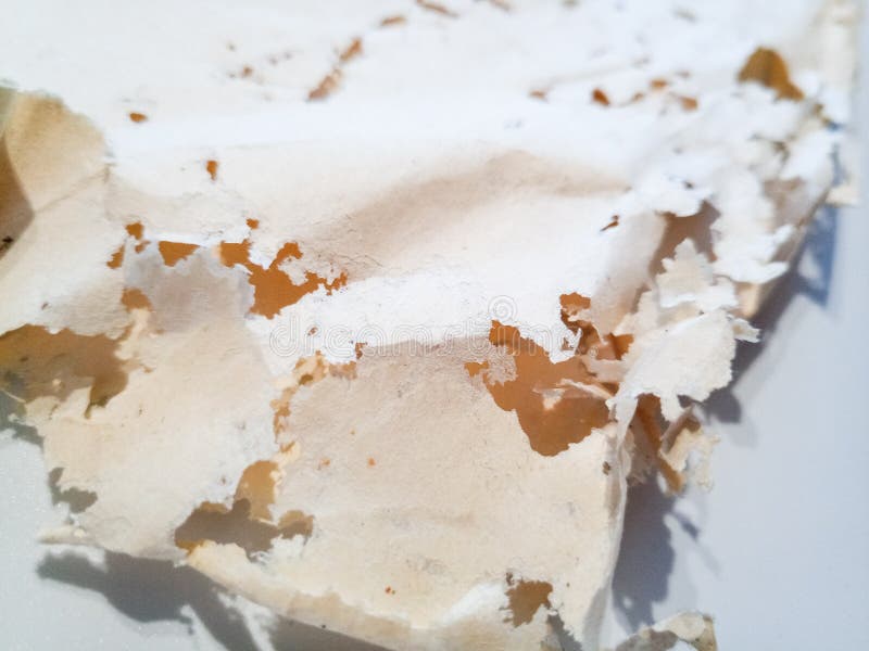 Paper Swallowed with Silverfish. Traces of Wrecking Silverfish on Vinyl ...