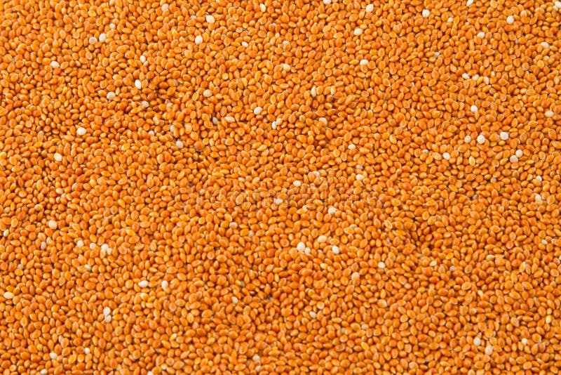 Paper tag on red millet stock image. Image of amaranth - 125879349