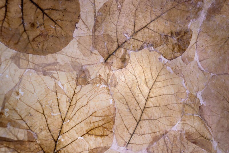 Paper Texture with Leaves Handmade Stock Image - Image of handmade ...