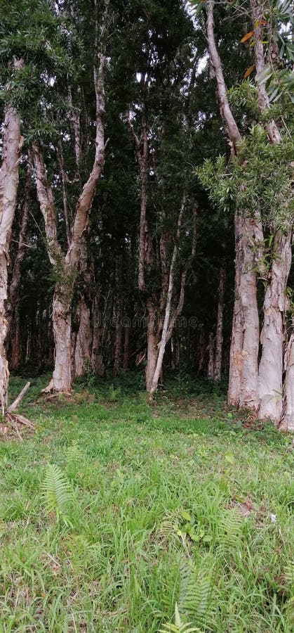 Paper tree forest stock photo. Image of full, forest - 219478544