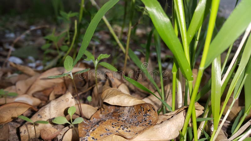 Paper tree stock photo. Image of tree, plant, nature - 144673828