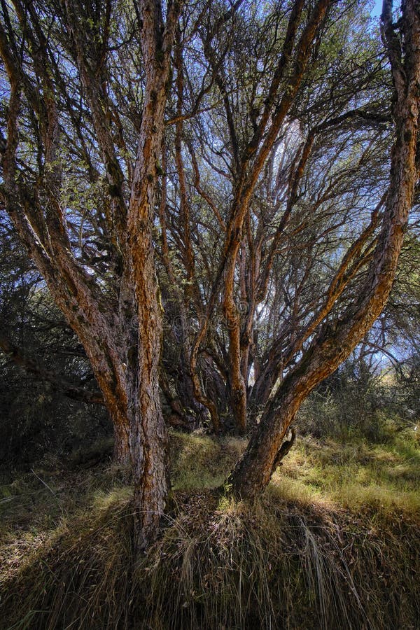 Paper Tree Polylepis Incana Stock Photo - Image of branches, natural ...