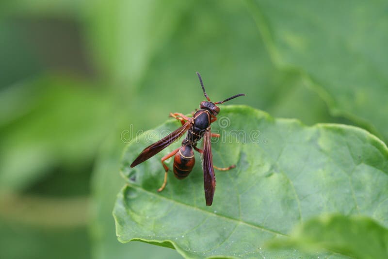 Paper Wasp stock photo. Image of wasp, flies, colonies - 1008616