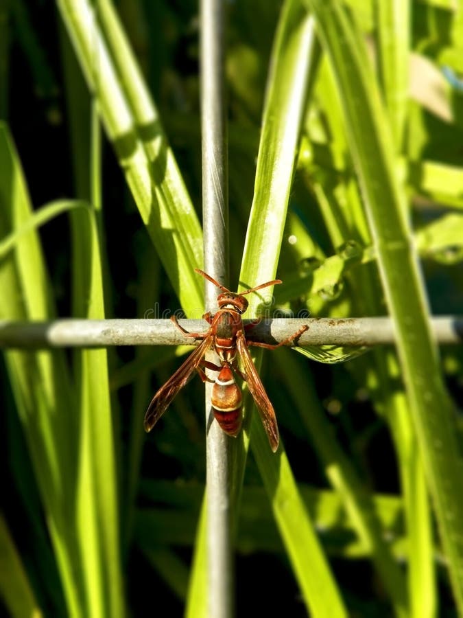 Paper Wasp 2 stock image. Image of gardens, hunters, flight - 37813213