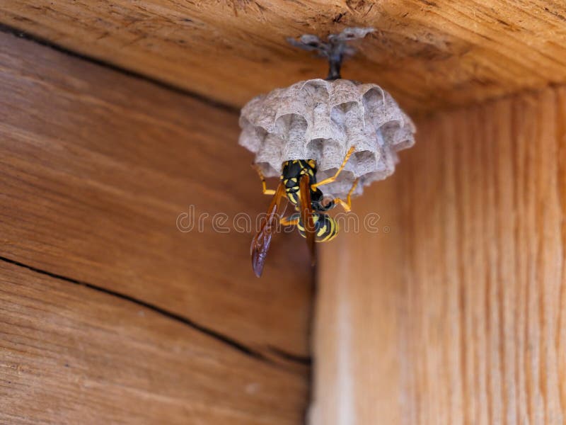 Paper Wasp Building a Nest. Stock Image - Image of insect, lighting ...