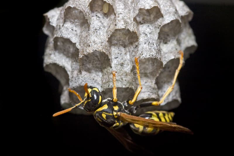 Paper wasp building nest stock photo. Image of macro, larva - 4578592