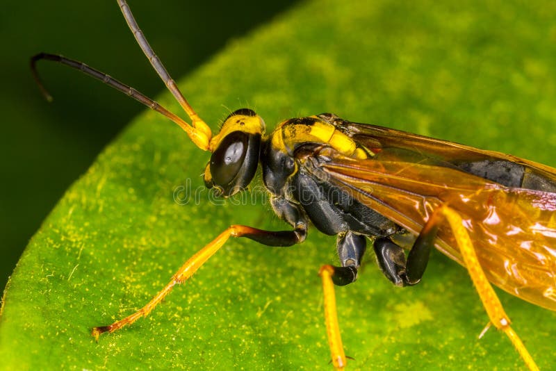 Paper wasp closeup stock photo. Image of closeup, species - 36066666