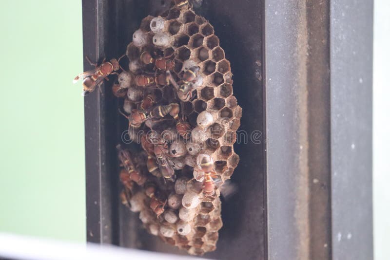 Paper Wasp Colony Being Built by the Worker Wasps Stock Image - Image ...
