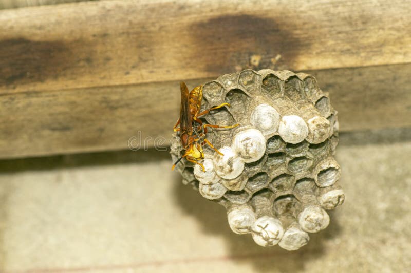 Paper Wasp with Eggs , in the Nest Stock Photo - Image of nature ...