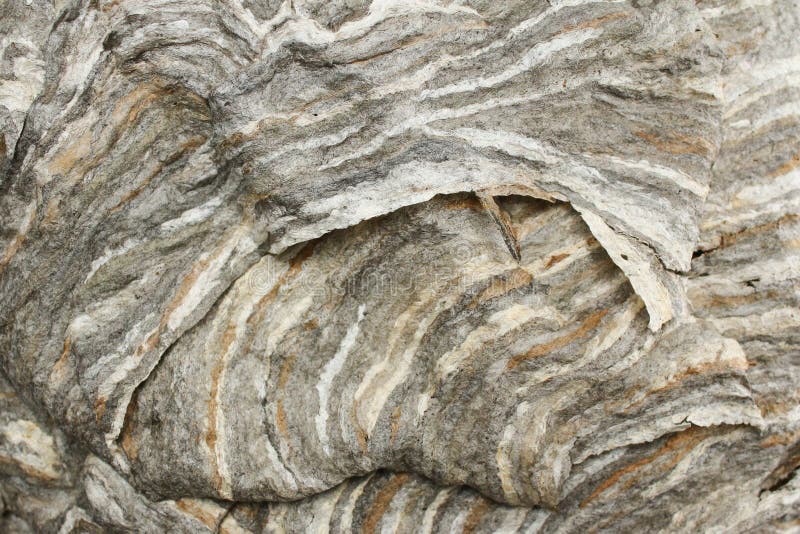 1,541 Wasp Nest Texture Stock Photos - Free & Royalty-Free Stock Photos ...