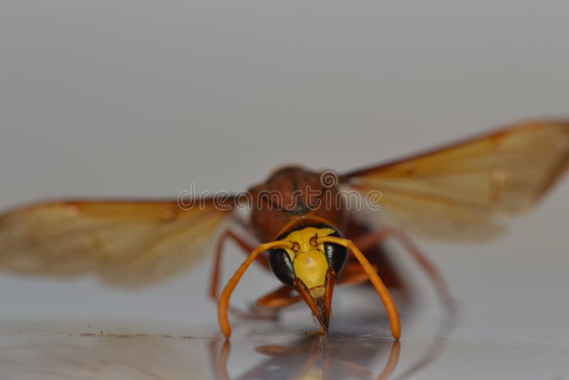 Paper wasp stock photo. Image of texture, bright, insect - 225450630