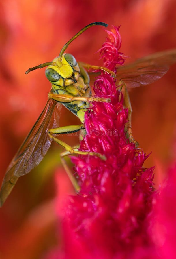 Front View of a Paper Wasp stock photo. Image of stinging - 197172762