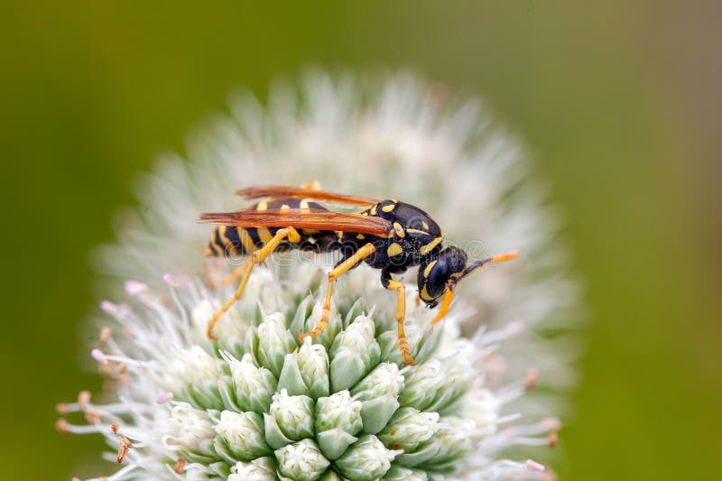 The Paper Wasp Polistes Gallicus Stock Image - Image of colours ...