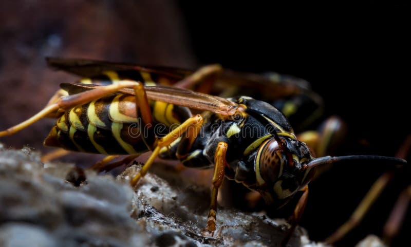 Paper Wasps Guard Nest stock photo. Image of natural - 60254716