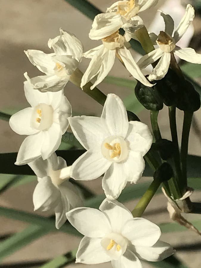 Paper whites stock photo. Image of backyard, clump, paper - 85740386