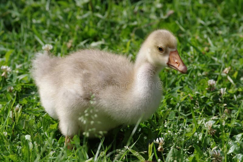 Papera fotografia stock. Immagine di carino, lago, margherita - 45780464