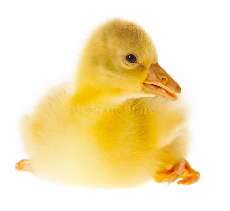 Papera immagine stock. Immagine di bianco, molla, uccello - 91797859