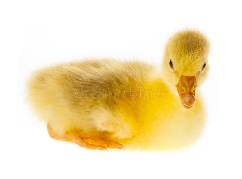 Papera immagine stock. Immagine di bianco, molla, uccello - 91797859