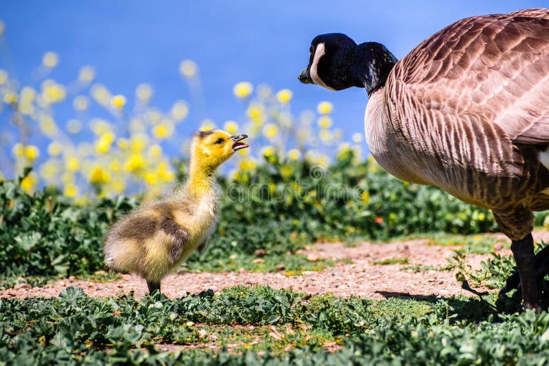 Pulcino Di Canadensis Del Branta Dell'oca Del Canada; Fondo Alto Dell ...