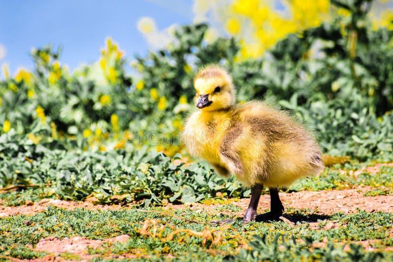 Pulcino Di Canadensis Del Branta Dell'oca Del Canada; Fondo Alto Dell ...