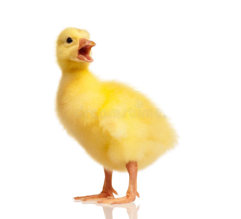 Oca domestica immagine stock. Immagine di uscire, pulcino - 24563701