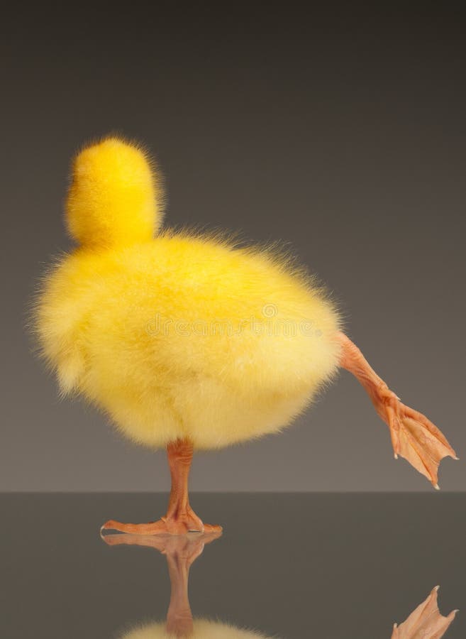 Oca domestica immagine stock. Immagine di uscire, pulcino - 24563701