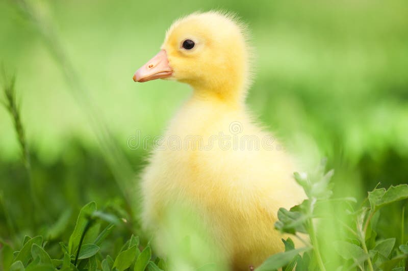 Oca domestica immagine stock. Immagine di uscire, pulcino - 24563701