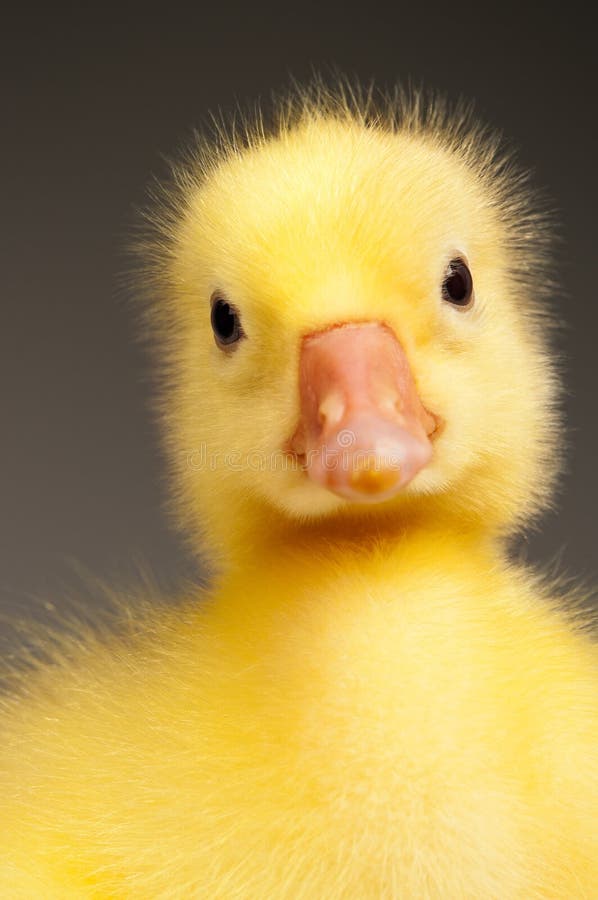 Oca domestica immagine stock. Immagine di uscire, pulcino - 24563701