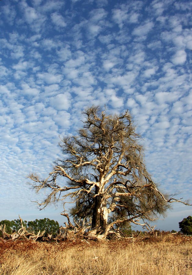 6+ Paperbark tree Free Stock Photos - StockFreeImages