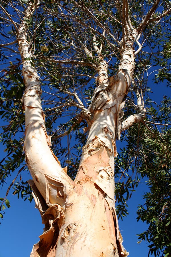 Paperbark Tree Against Blue Sky Stock Photo - Image of bark, peel: 9885808